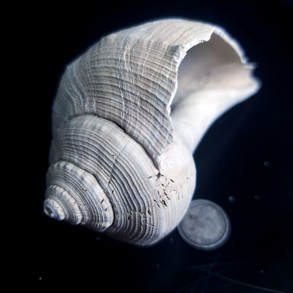 Fossilized Shell B – Dan Hurd Prospecting