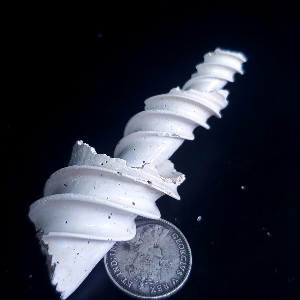 Fossilized Shell G – Dan Hurd Prospecting