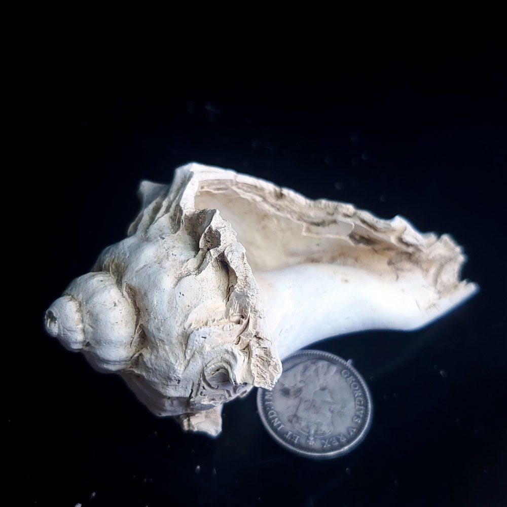 Fossilized Shell J – Dan Hurd Prospecting