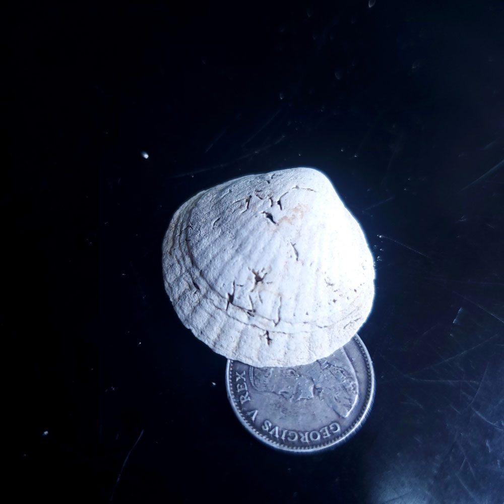 Fossilized Shell O – Dan Hurd Prospecting