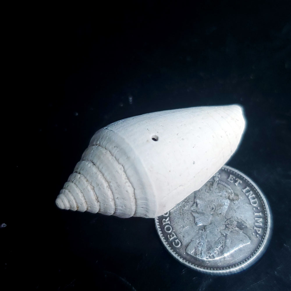 Fossilized Shell R – Dan Hurd Prospecting