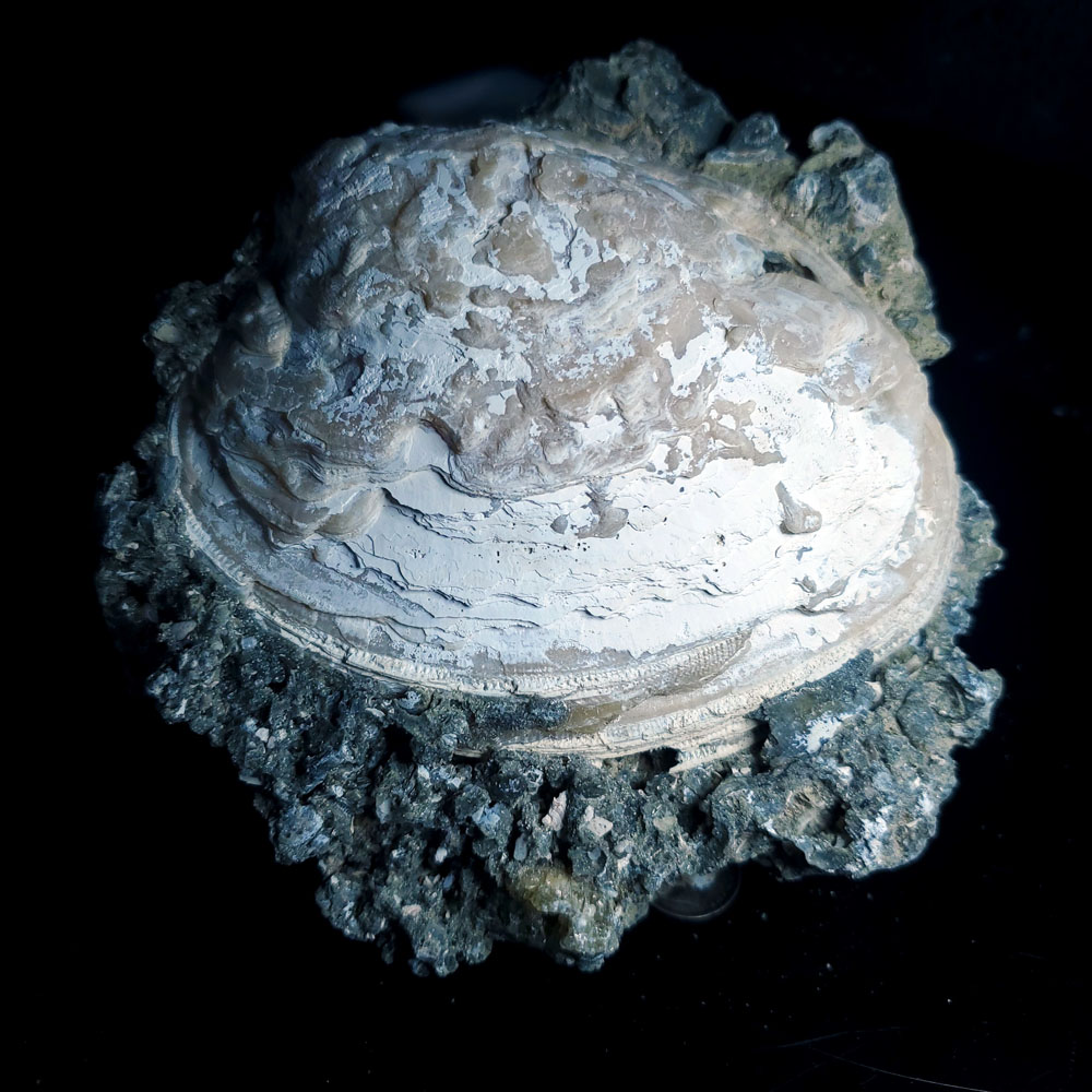 UV Reactive Fossilized Clamshell specimen F – Dan Hurd Prospecting