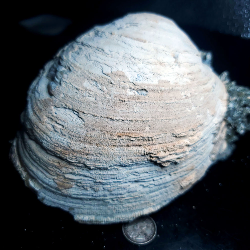 UV Reactive Fossilized Clamshell specimen G – Dan Hurd Prospecting