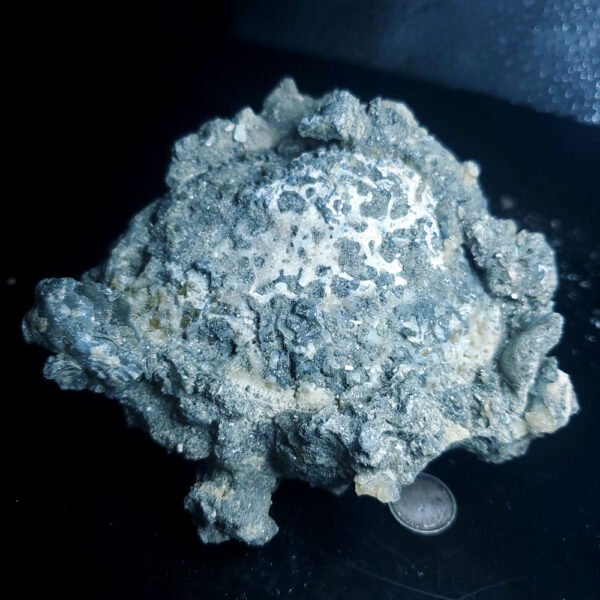UV Reactive Fossilized Clamshell specimen V – Dan Hurd Prospecting