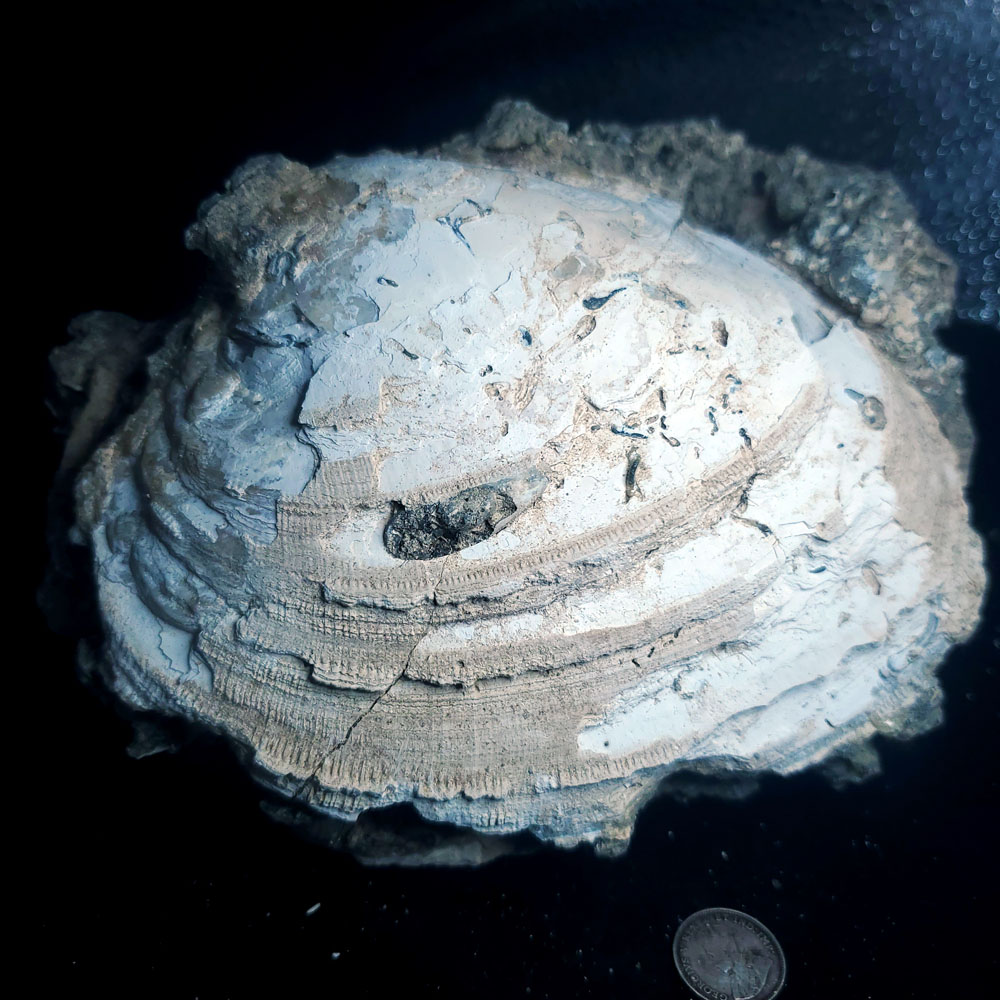 UV Reactive Fossilized Clamshell specimen Z – Dan Hurd Prospecting