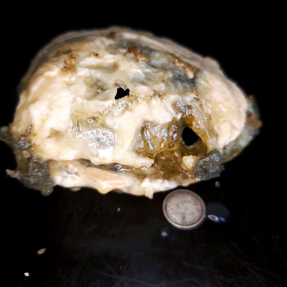 Fort Drum Display specimen Q – Dan Hurd Prospecting